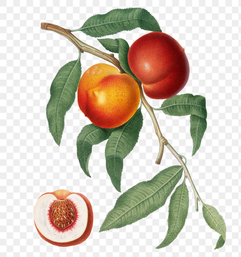 Hand drawn peach fruit design | Free PNG - rawpixel