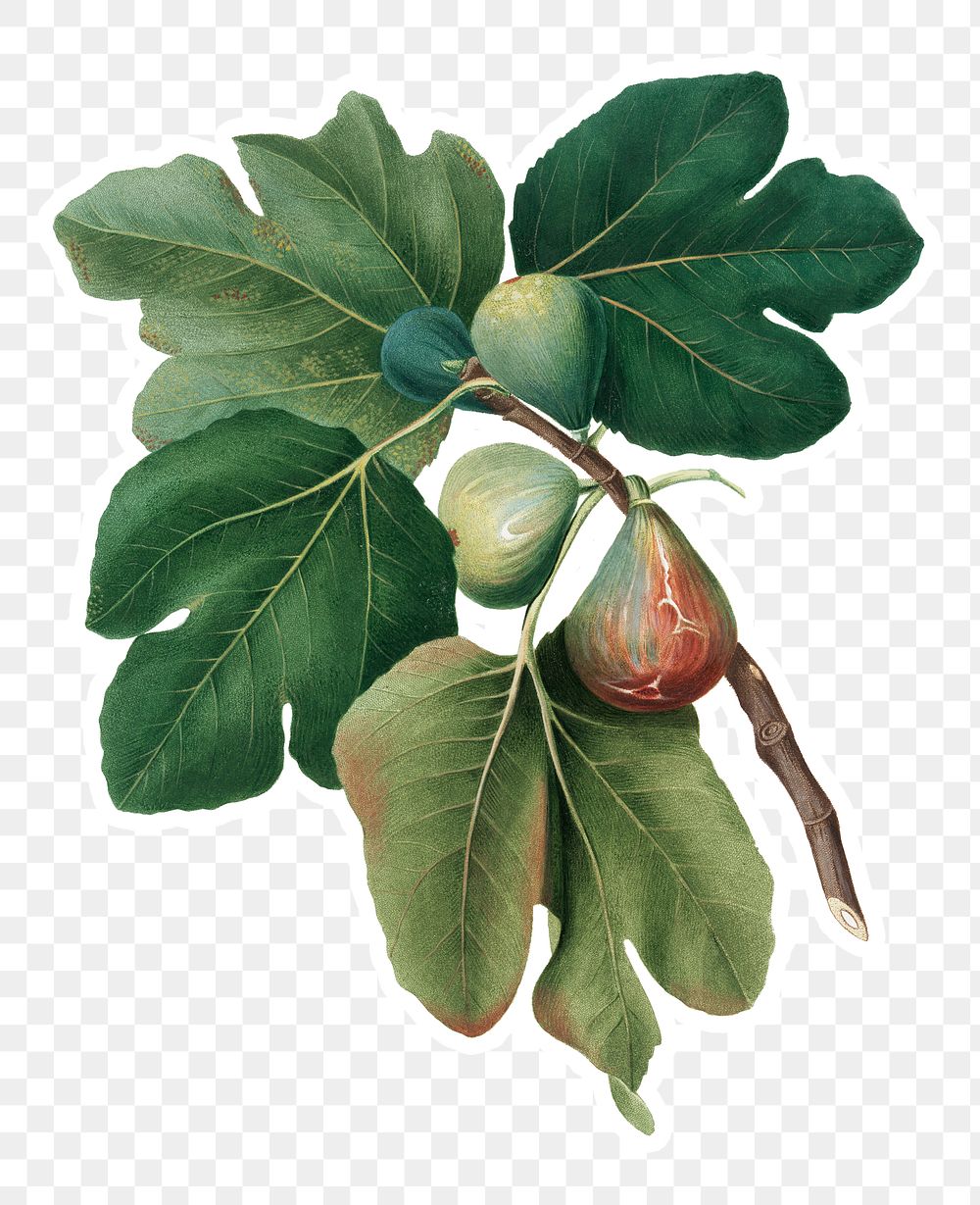 Hand drawn fig fruit design | Free PNG Sticker - rawpixel