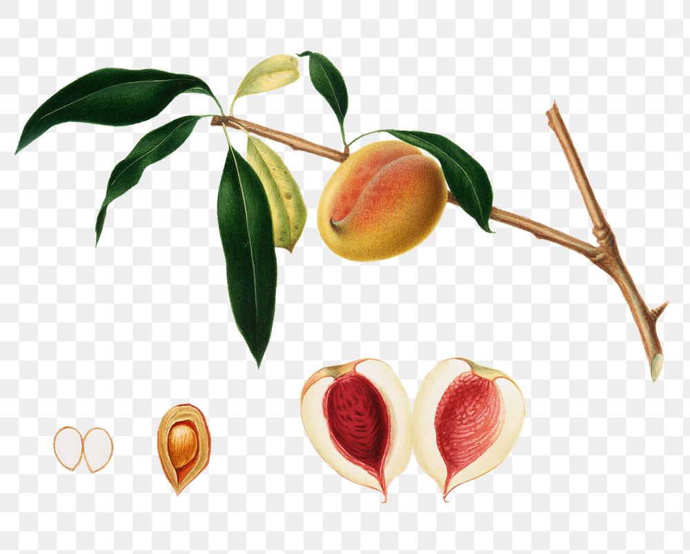 Hand drawn peach fruit design | Free PNG Sticker - rawpixel