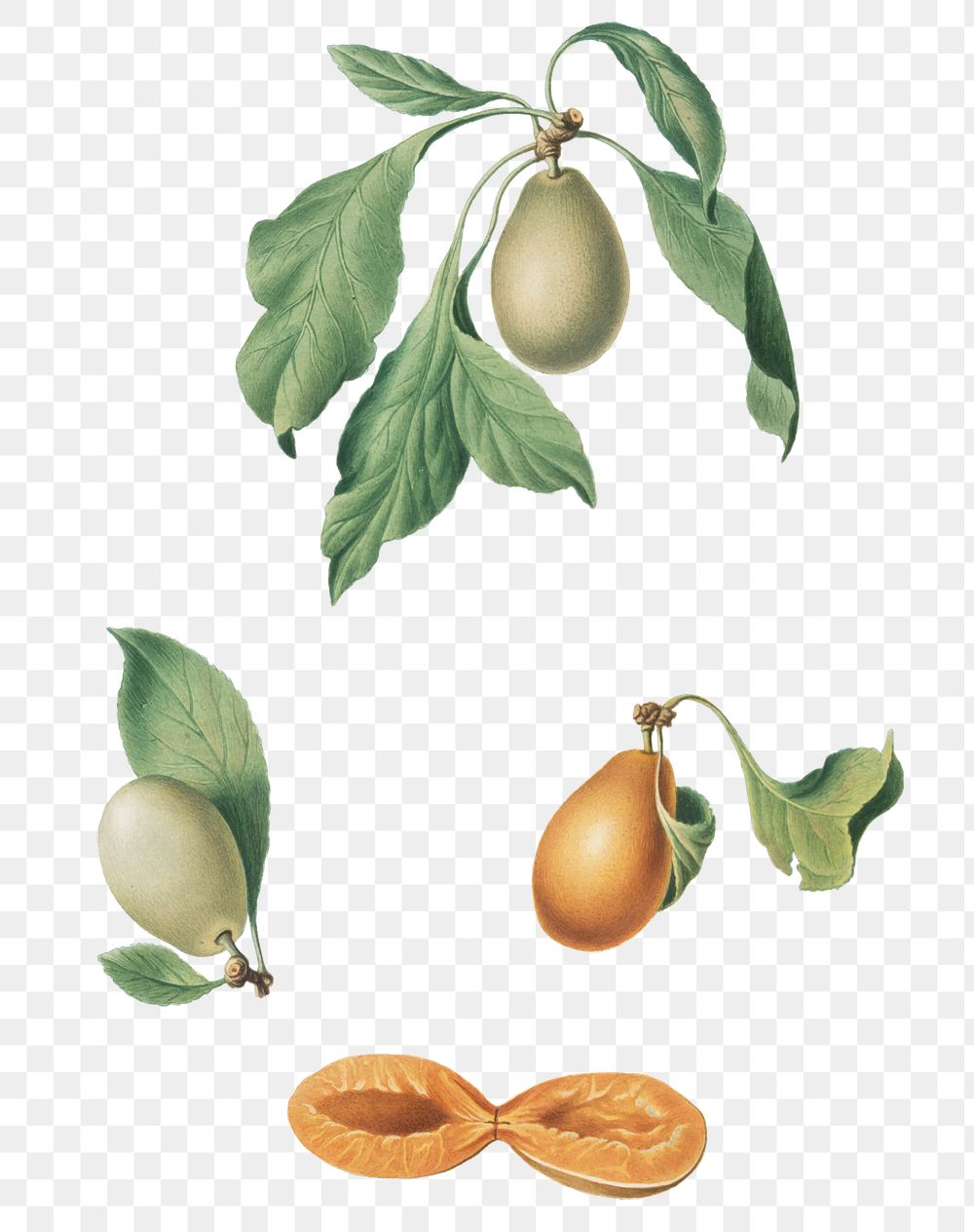 Hand drawn prune fruit design | Free PNG - rawpixel