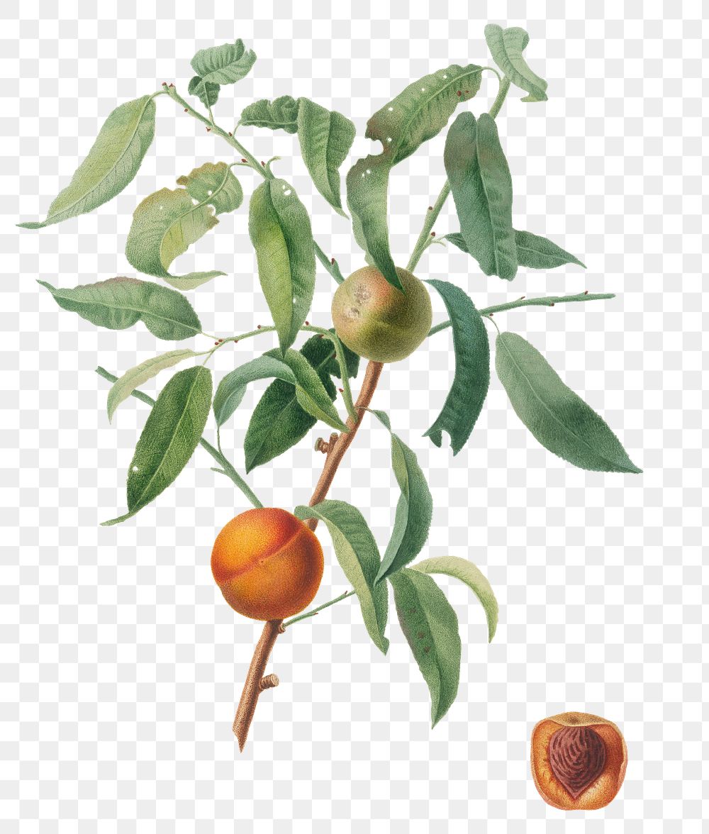 Hand drawn peach fruit design | Free PNG Sticker - rawpixel