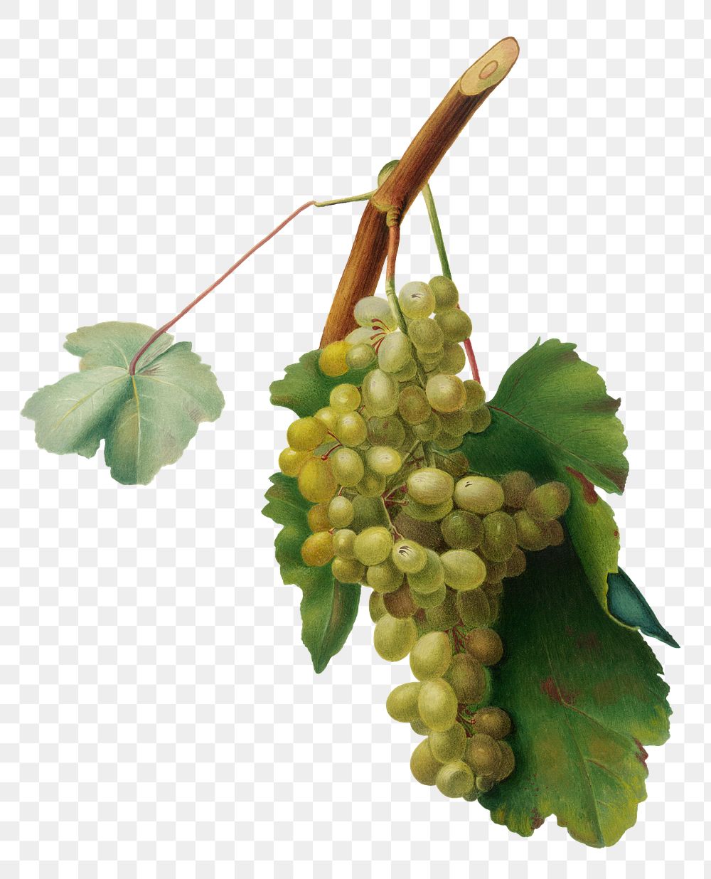Hand drawn grape vine design | Free PNG Sticker - rawpixel