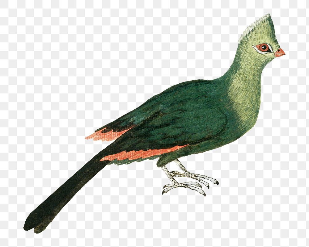 Knysna lourie png vintage animal | Free PNG Sticker - rawpixel