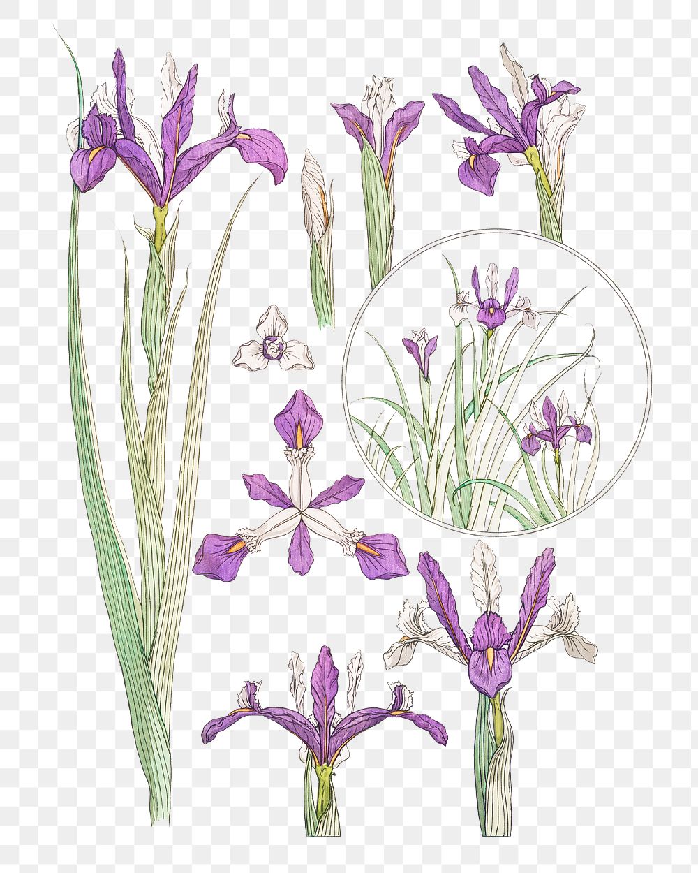 Vintage iris flower parts illustration | Free PNG Sticker - rawpixel