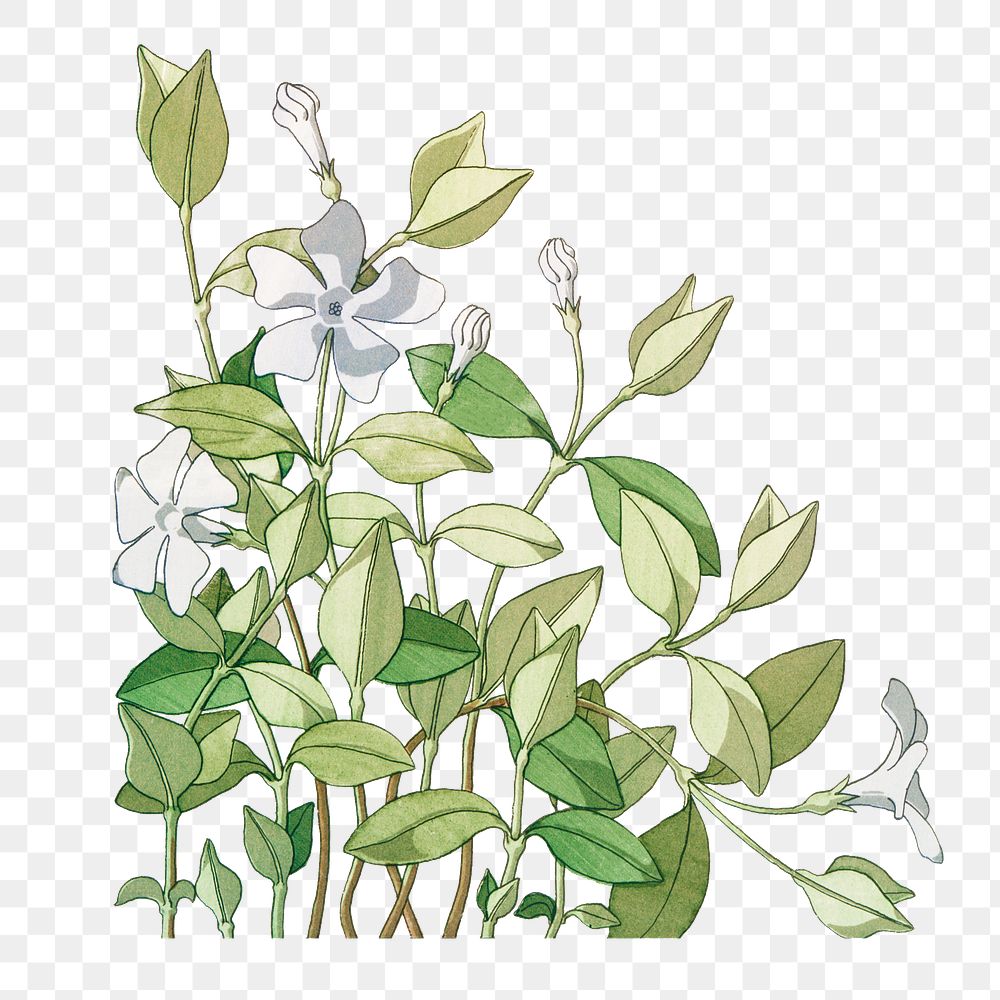Vintage periwinkle flower transparent png | Free PNG Sticker - rawpixel