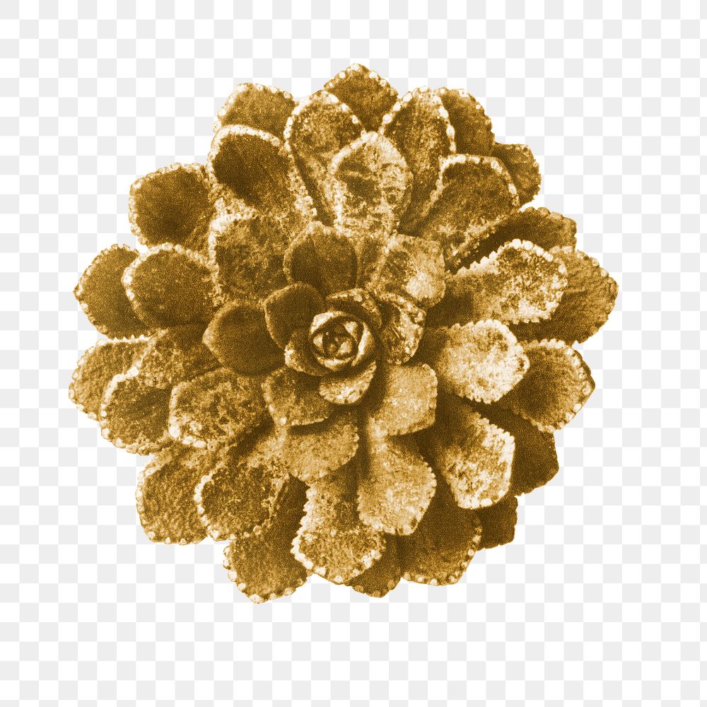 Margined Pyramidal Saxifrage (Saxifraga Aizoon) | Free PNG Sticker ...