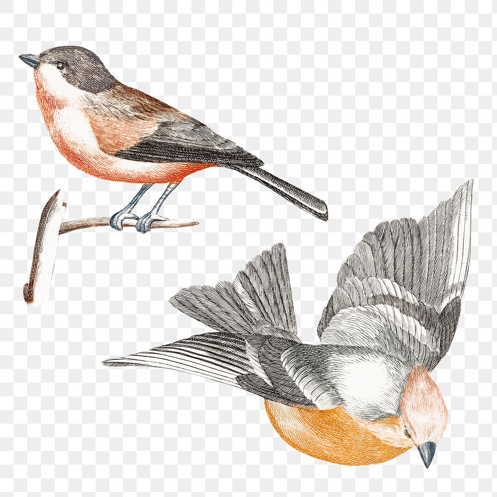 Flinch and tit bird png | Free PNG Sticker - rawpixel