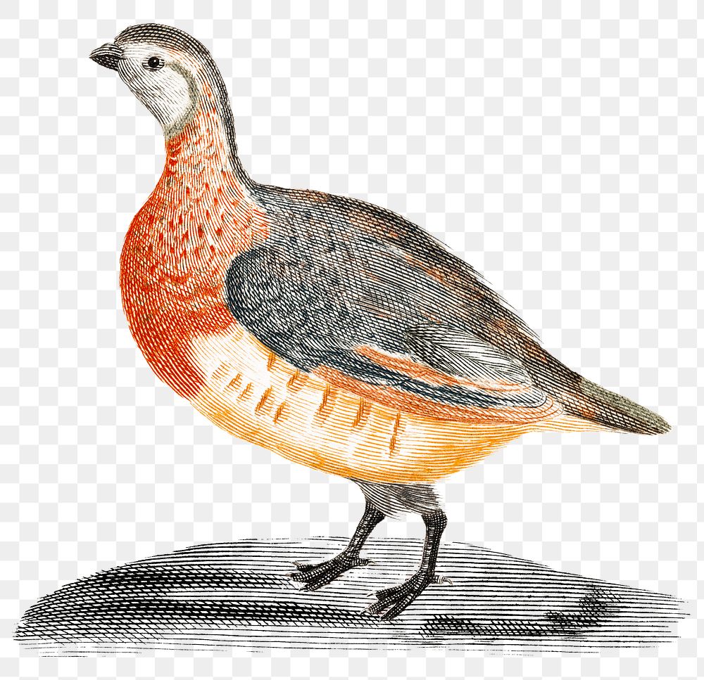 Partridge png bird sticker vintage | Free PNG Sticker - rawpixel