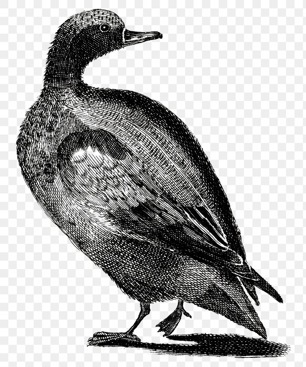 Vintage bw duck png sticker | Free PNG Sticker - rawpixel