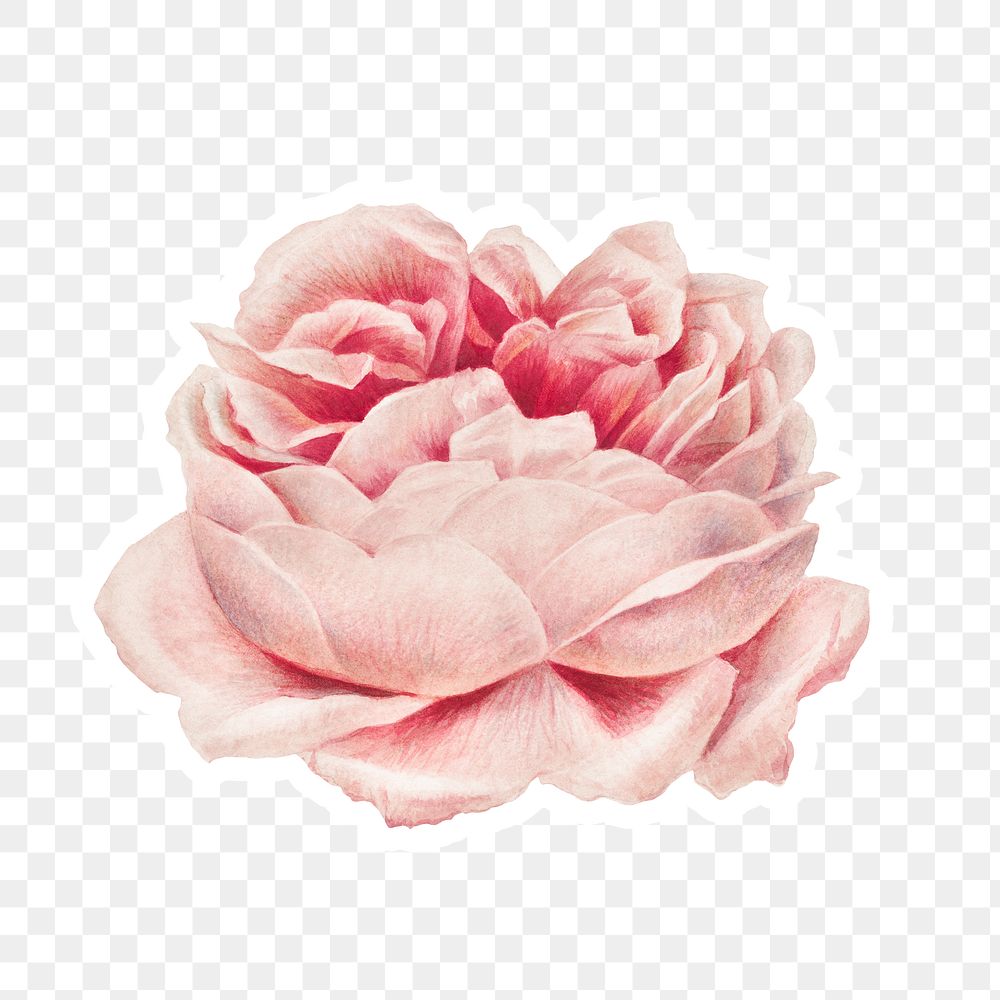 Blooming pink rose flower sticker | Free PNG Sticker - rawpixel