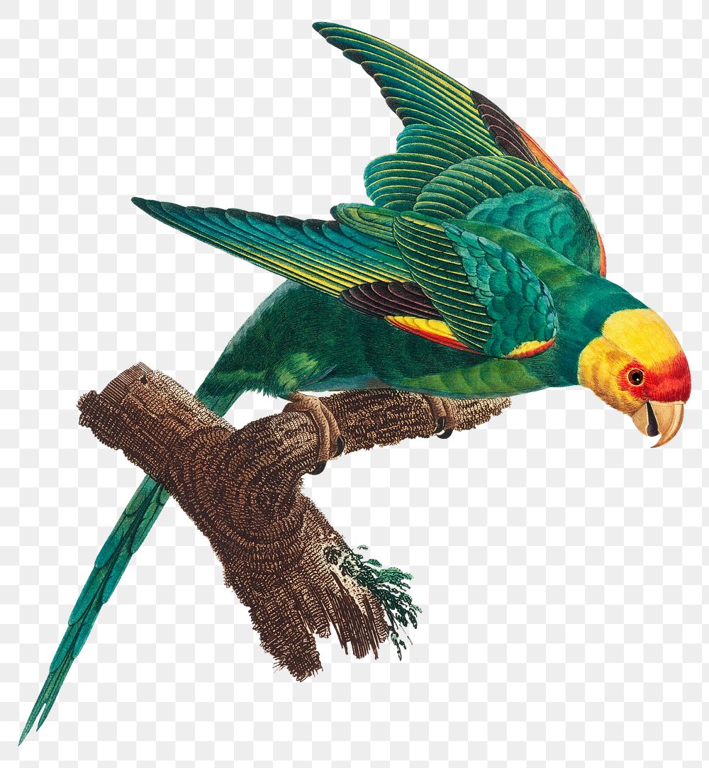 Yellow-crowned parakeet png image | Free PNG Sticker - rawpixel