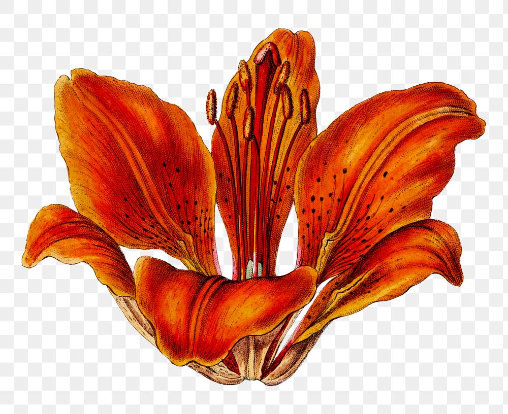 Vintage red lily flower png | Premium PNG Sticker - rawpixel