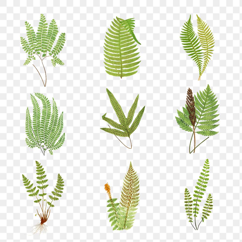 Set of fern leaves transparent | Premium PNG - rawpixel
