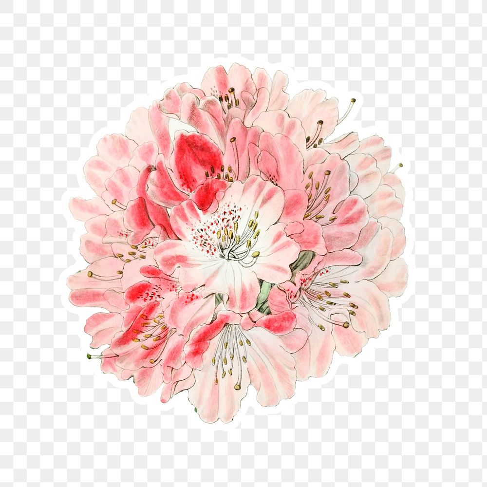 Pink rhododendron flower png botanical | Free PNG Sticker - rawpixel
