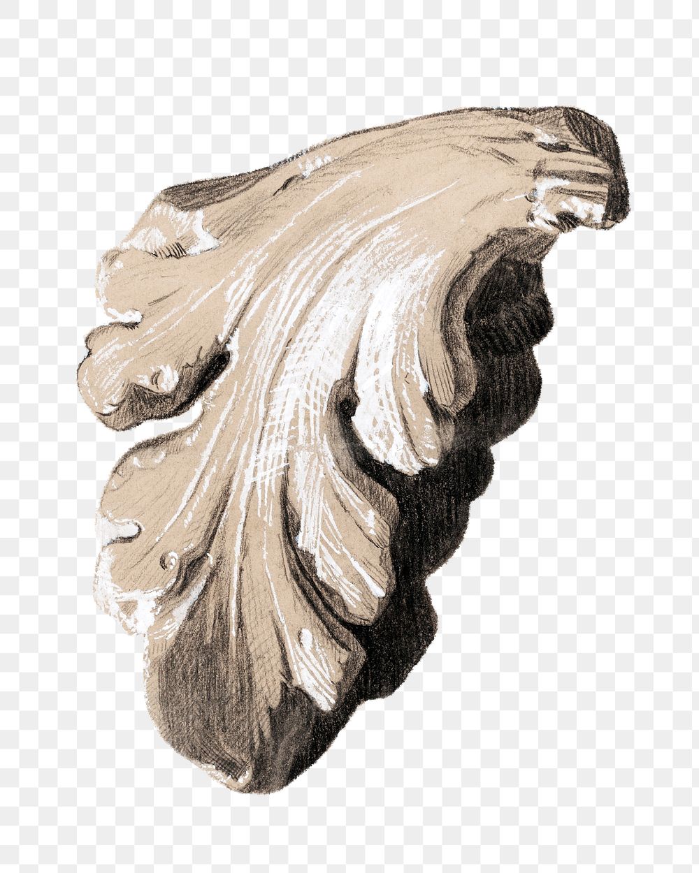 PNG vintage fragment design element, | Premium PNG Sticker - rawpixel