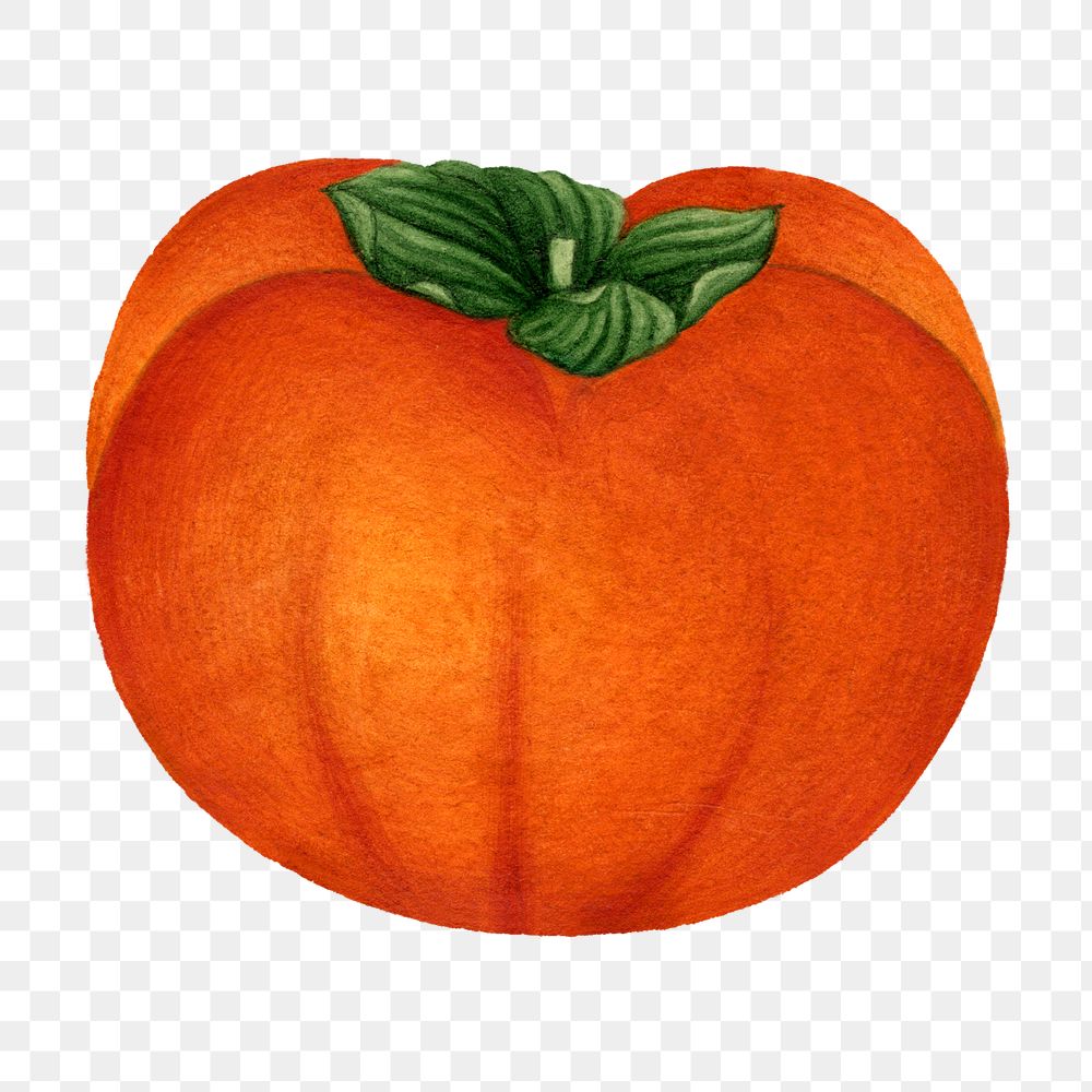 Persimmon Sticker PNG Images | Free Photos, PNG Stickers, Wallpapers ...