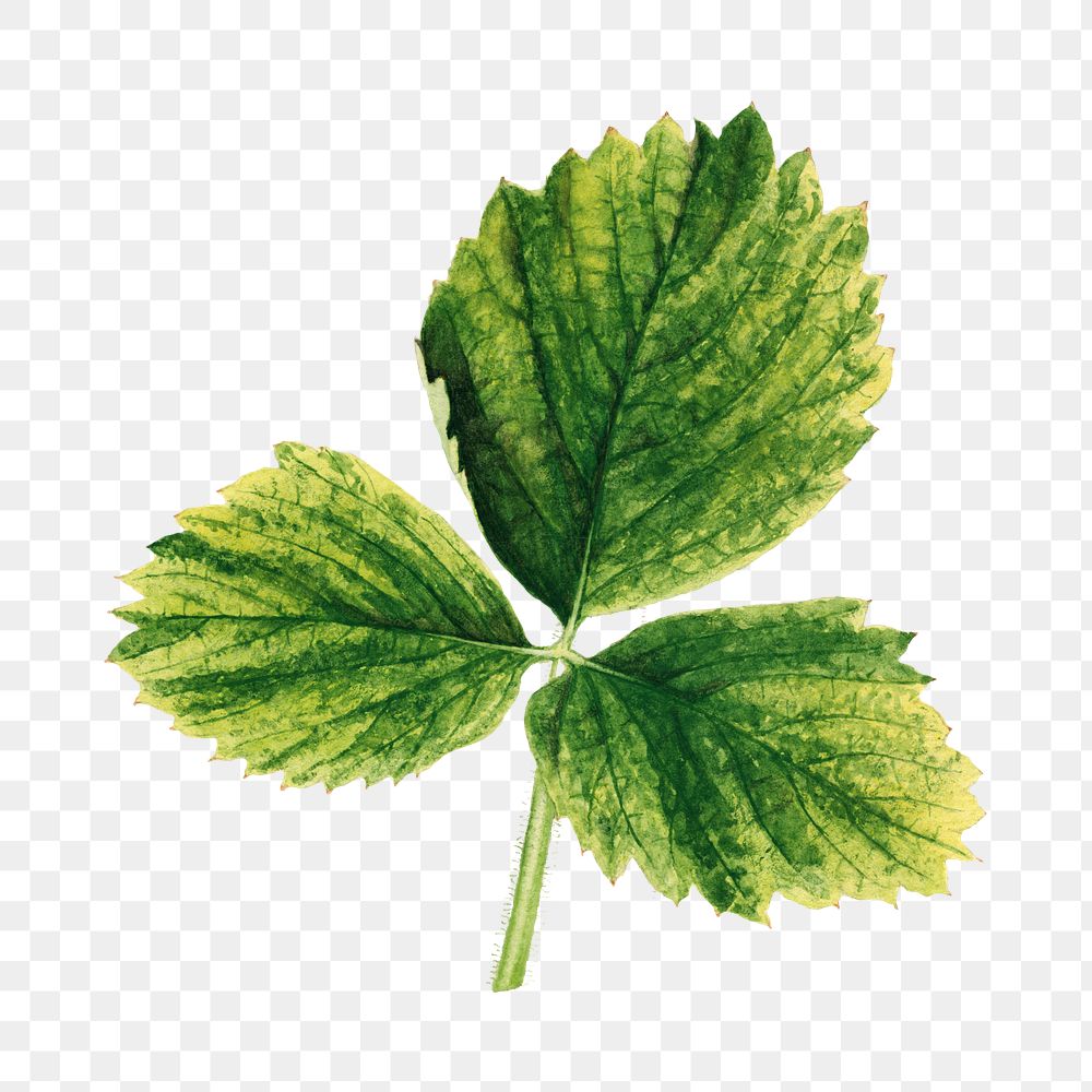 Vintage strawberry leaves transparent png. | Free PNG Sticker - rawpixel