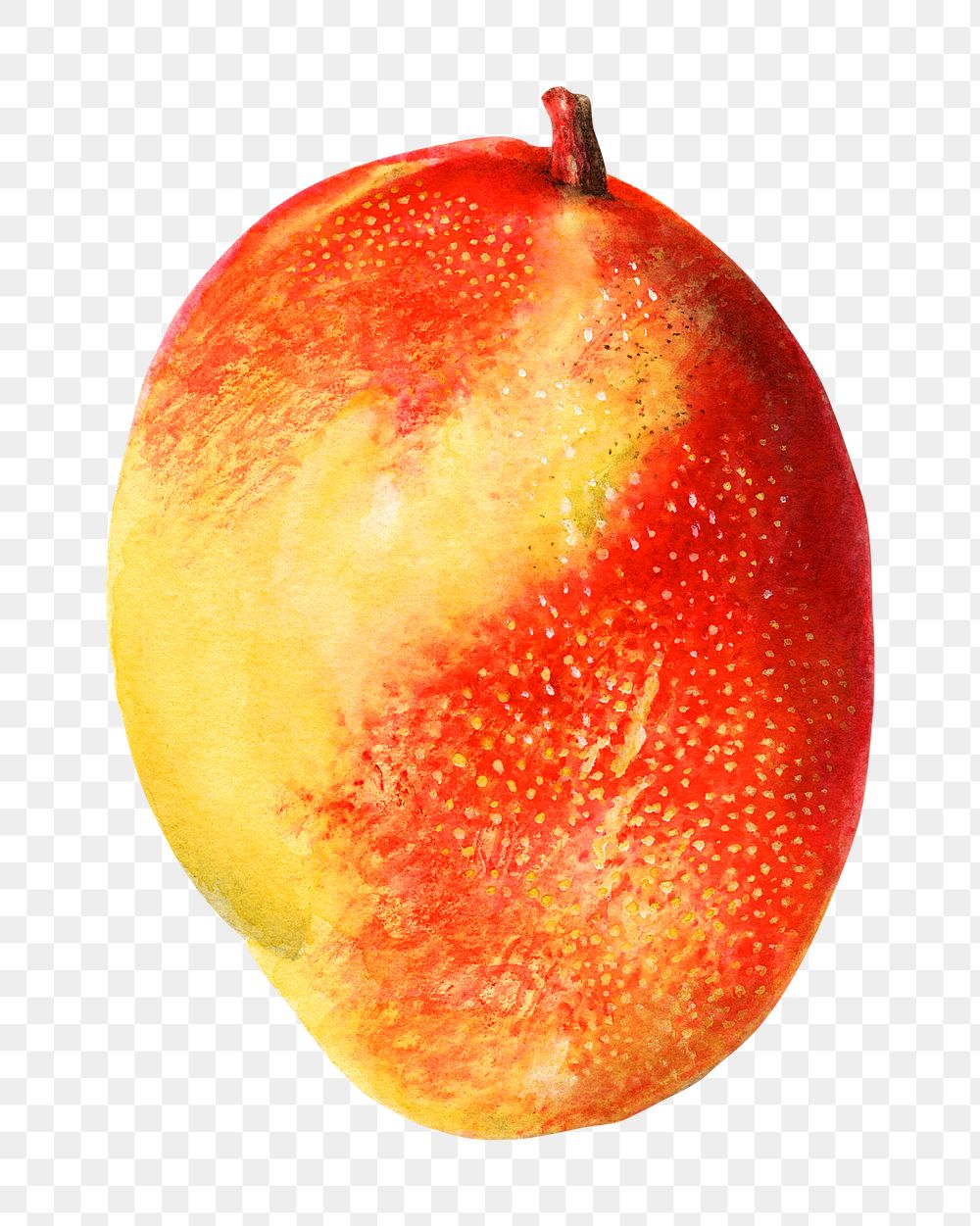 Vintage mango transparent png. Digitally | Free PNG Sticker - rawpixel