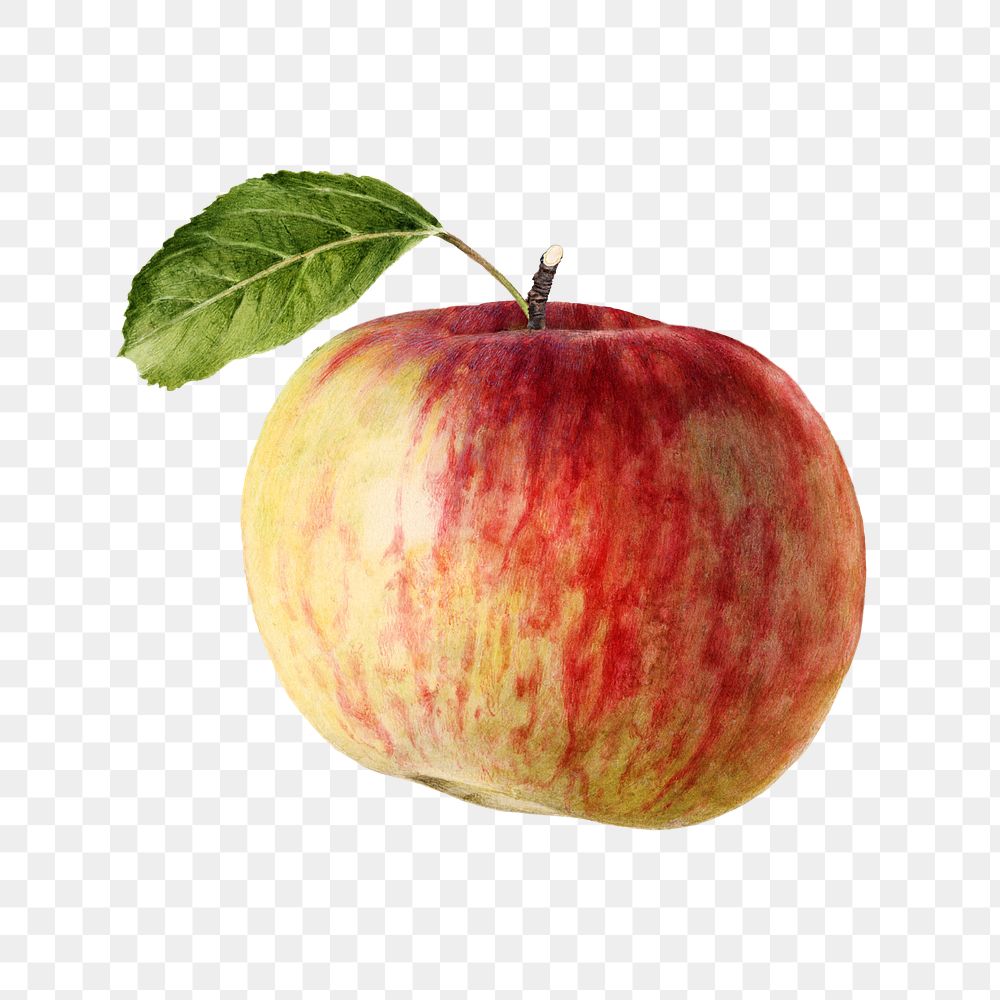 Vintage apple transparent png. Digitally | Premium PNG Sticker - rawpixel