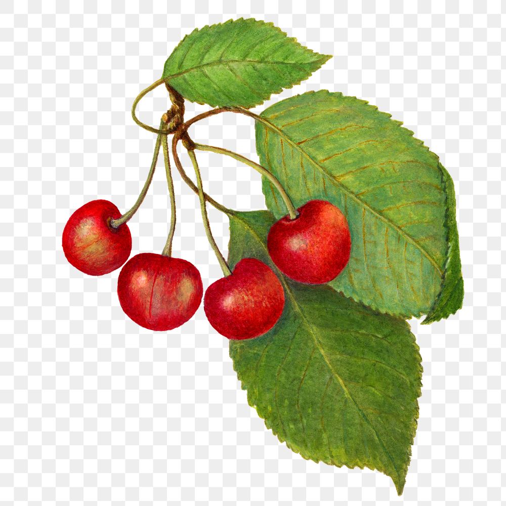 Vintage cherries transparent png. Digitally | Free PNG Sticker - rawpixel