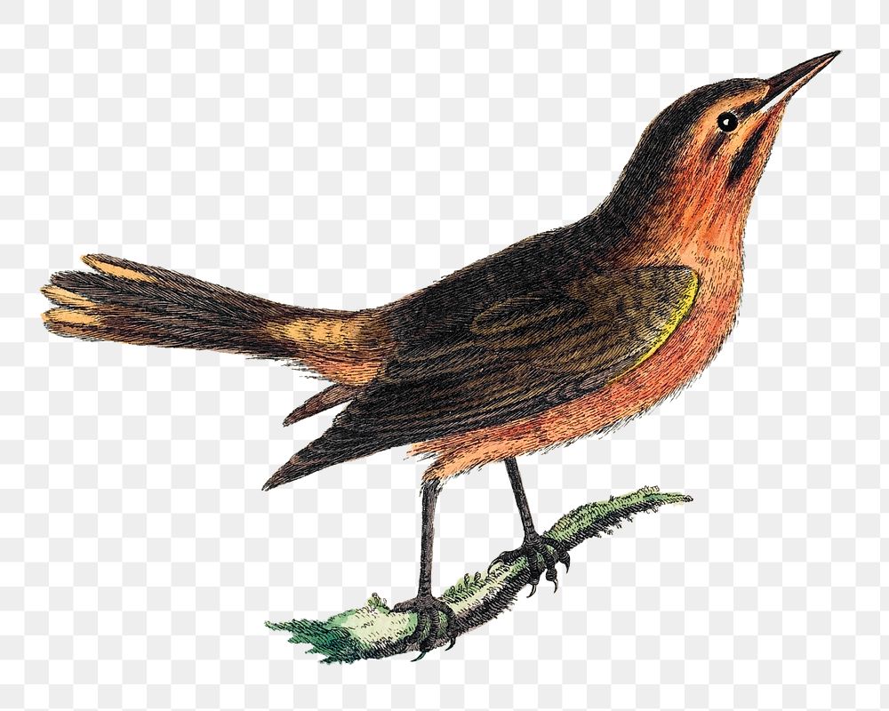 Bird png sticker, animal illustration, | Premium PNG Sticker - rawpixel