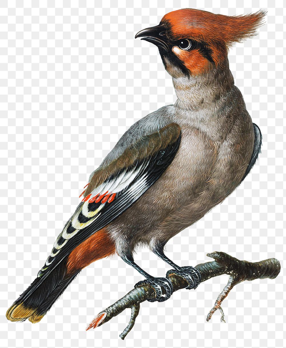 Bird png sticker, animal illustration, | Premium PNG Sticker - rawpixel