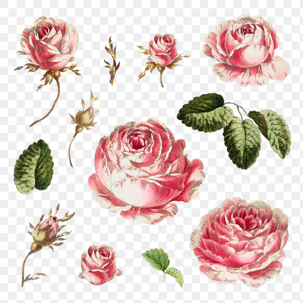 Vintage rose illustration set | Premium PNG - rawpixel