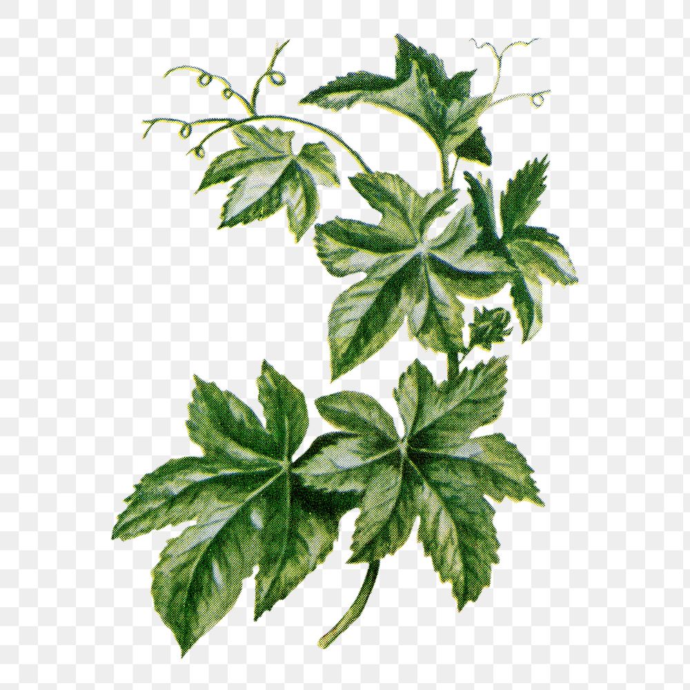 Japanese hop leaf png sticker, | Premium PNG - rawpixel