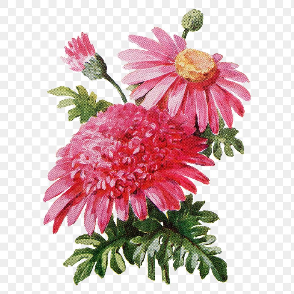 Pyrethrum flower png sticker, watercolor | Premium PNG - rawpixel
