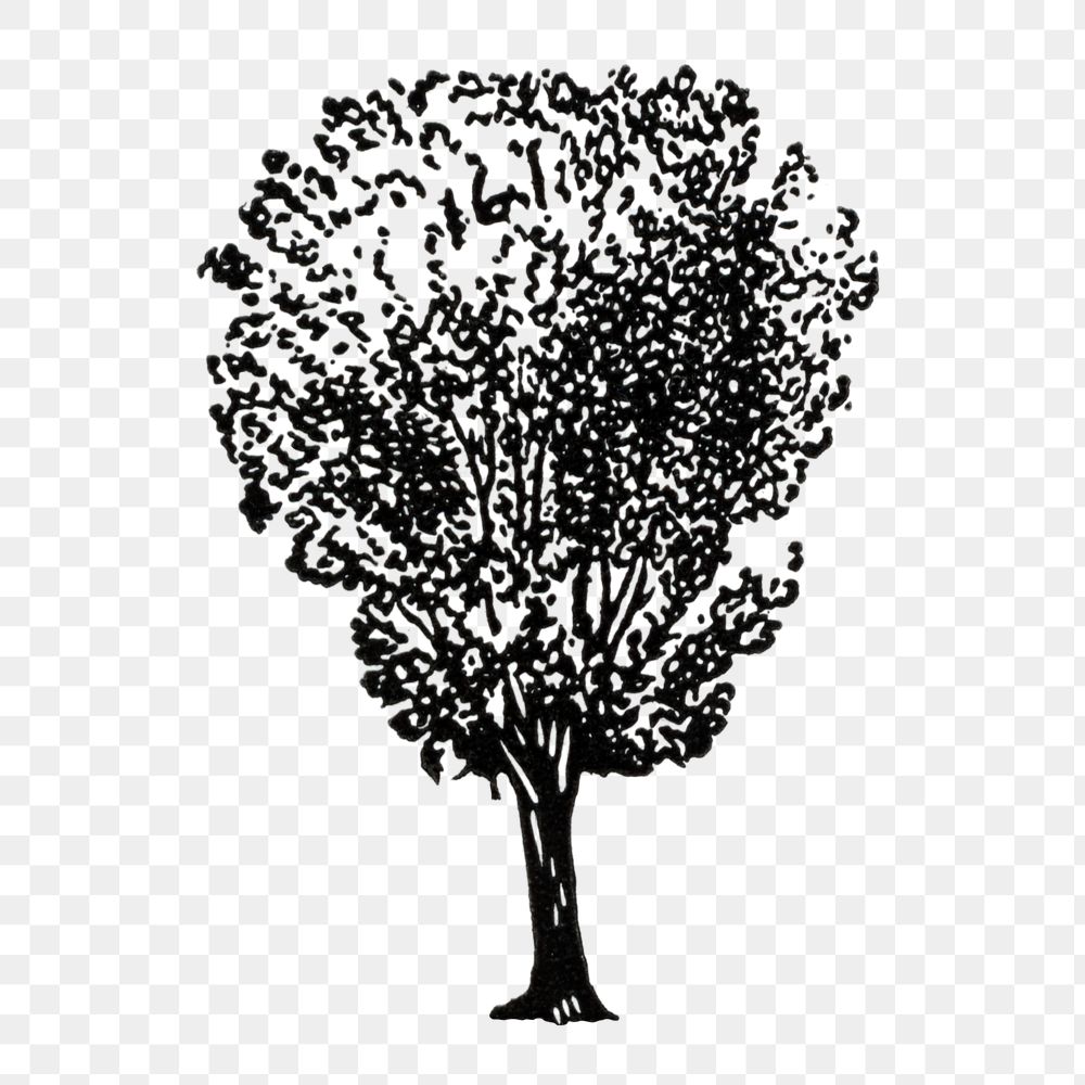Tree png sticker, hand drawn | Premium PNG - rawpixel