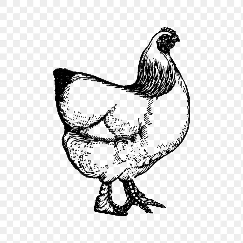 Chicken sticker png, black ink | Premium PNG - rawpixel