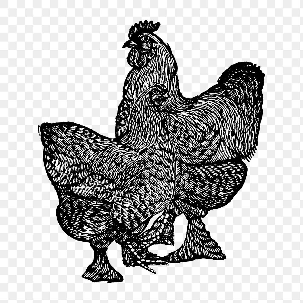 Chicken sticker png, black ink | Premium PNG - rawpixel