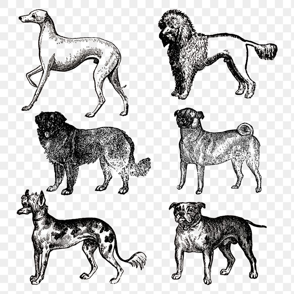 Dog clip art png, vintage | Premium PNG - rawpixel