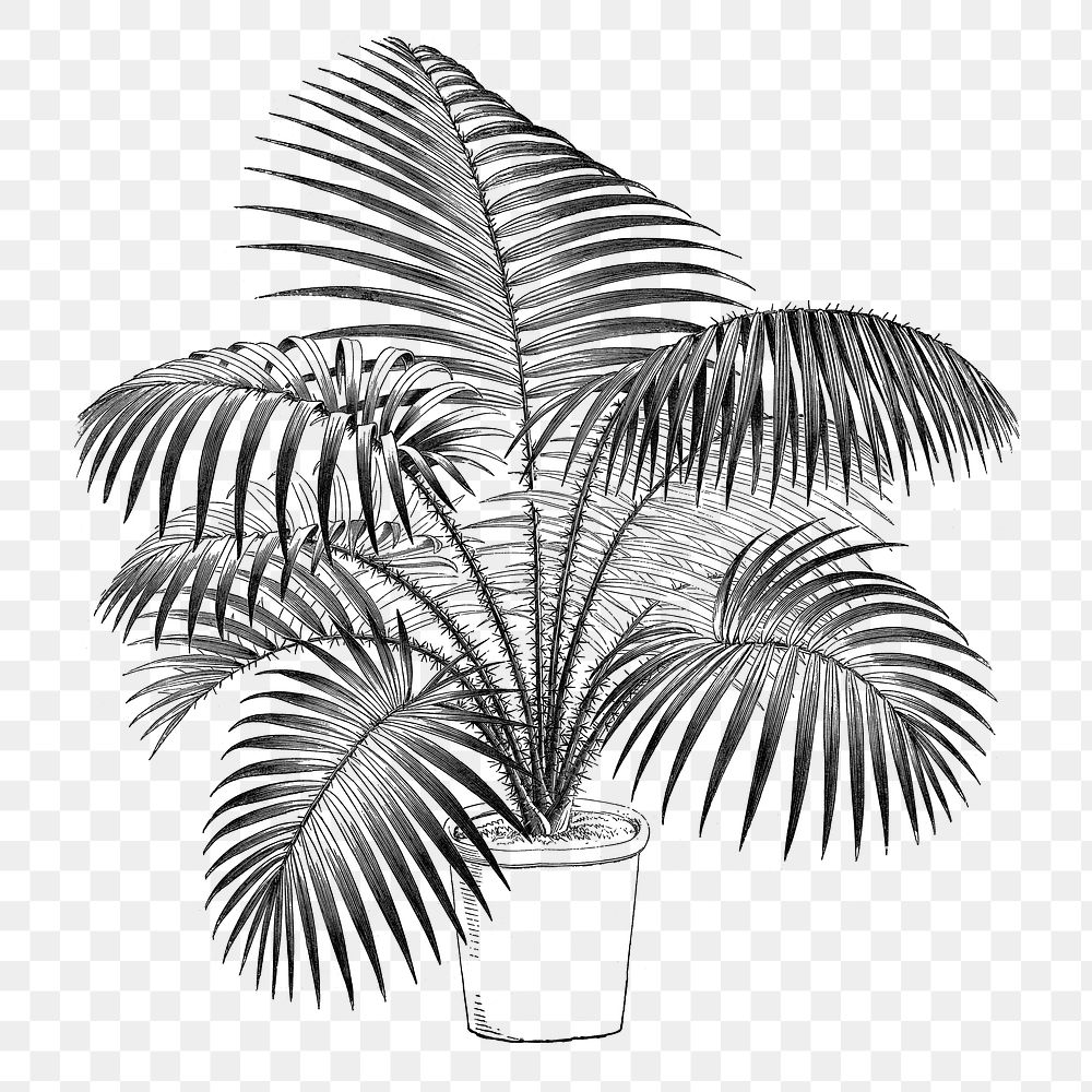 Palm tree png sticker, hand | Premium PNG Sticker - rawpixel