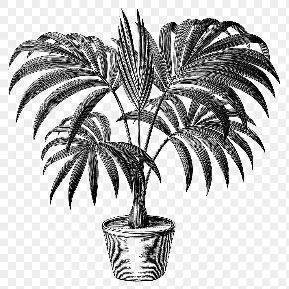 Palm tree png sticker, hand | Premium PNG Sticker - rawpixel