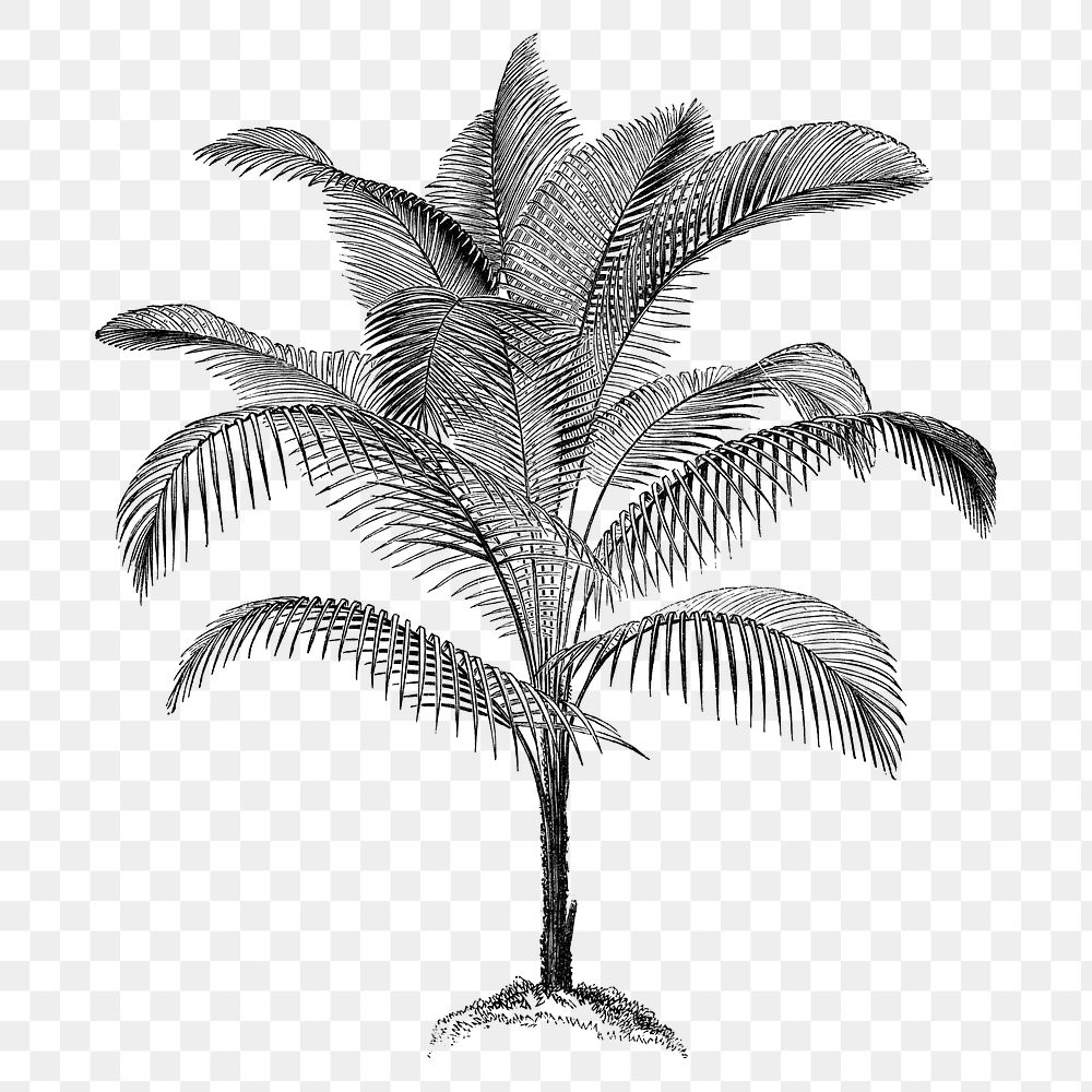 Palm tree png sticker, hand | Premium PNG Sticker - rawpixel