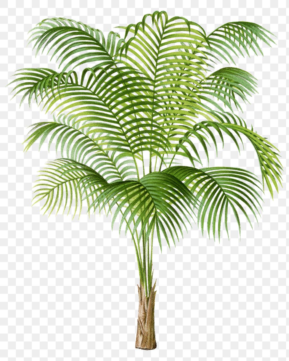 Palm tree png sticker, hand | Premium PNG Sticker - rawpixel