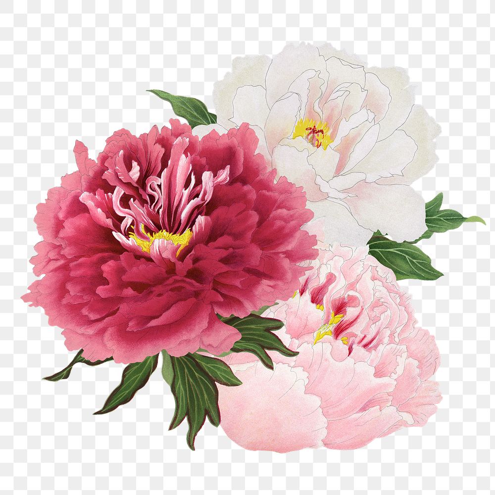 Pink peony png sticker, botanical | Premium PNG Sticker - rawpixel