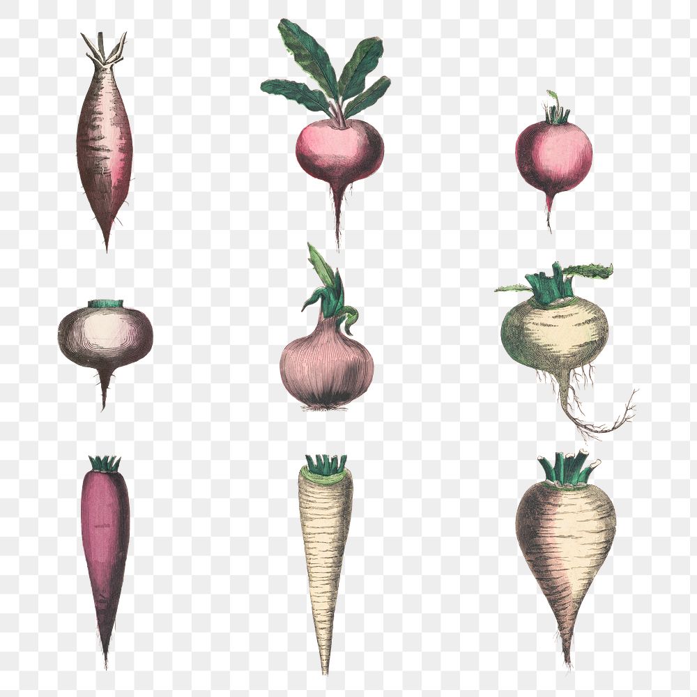 Root vegetable png set, remix | Premium PNG - rawpixel