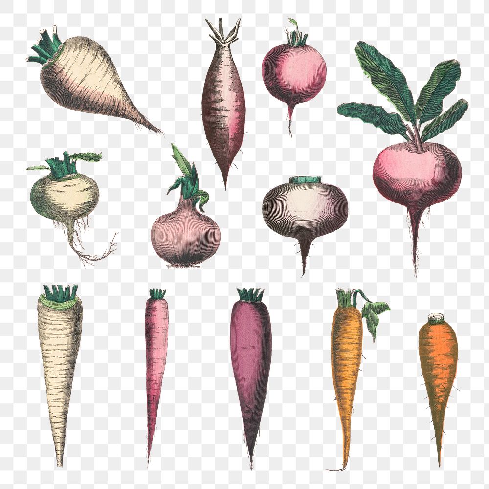 Root vegetable png set, remix | Premium PNG - rawpixel