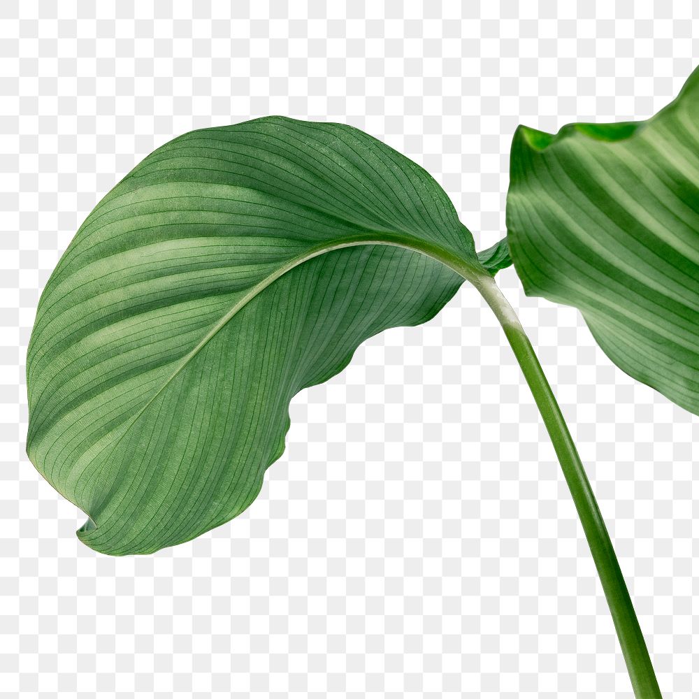 Calathea Orbifolia leaf transparent png | Premium PNG Sticker - rawpixel