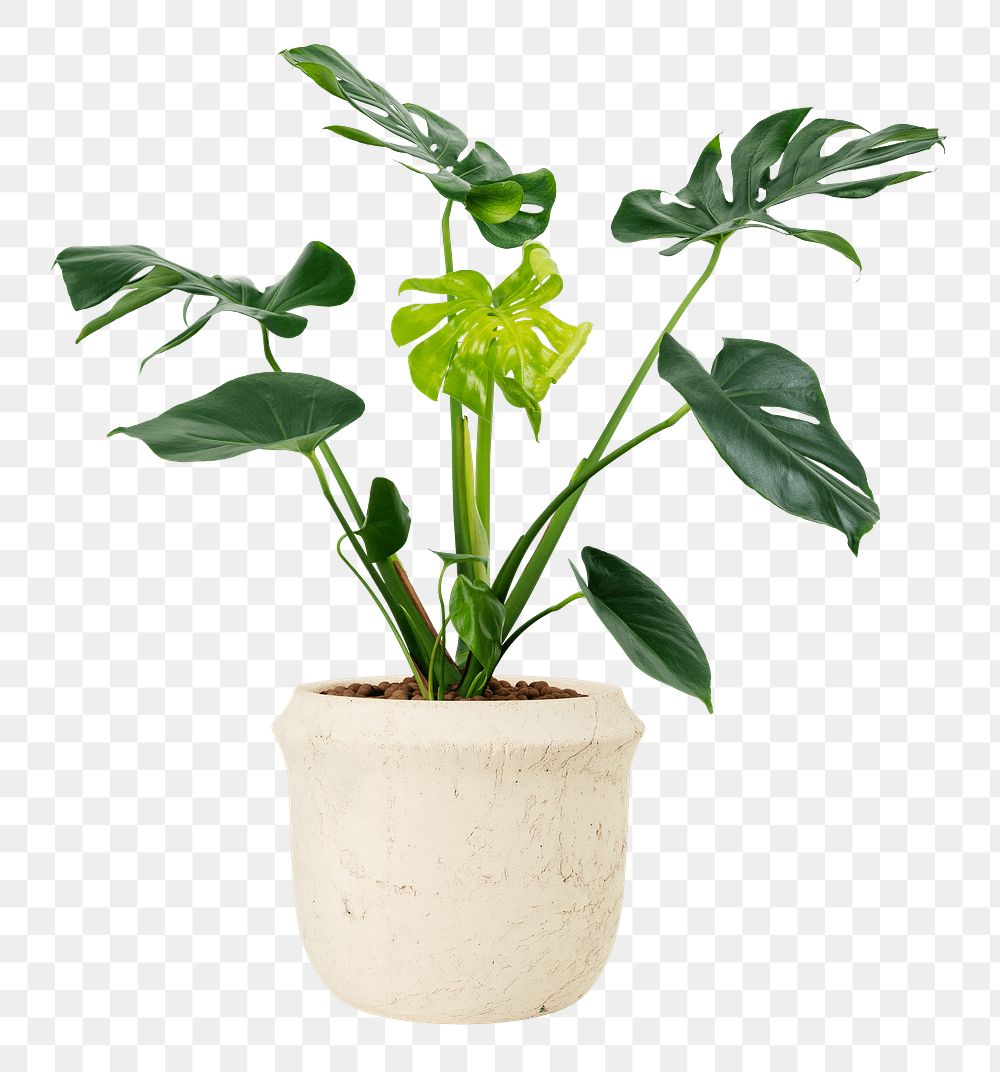 Monstera deliciosa plant png mockup | Free PNG Sticker - rawpixel