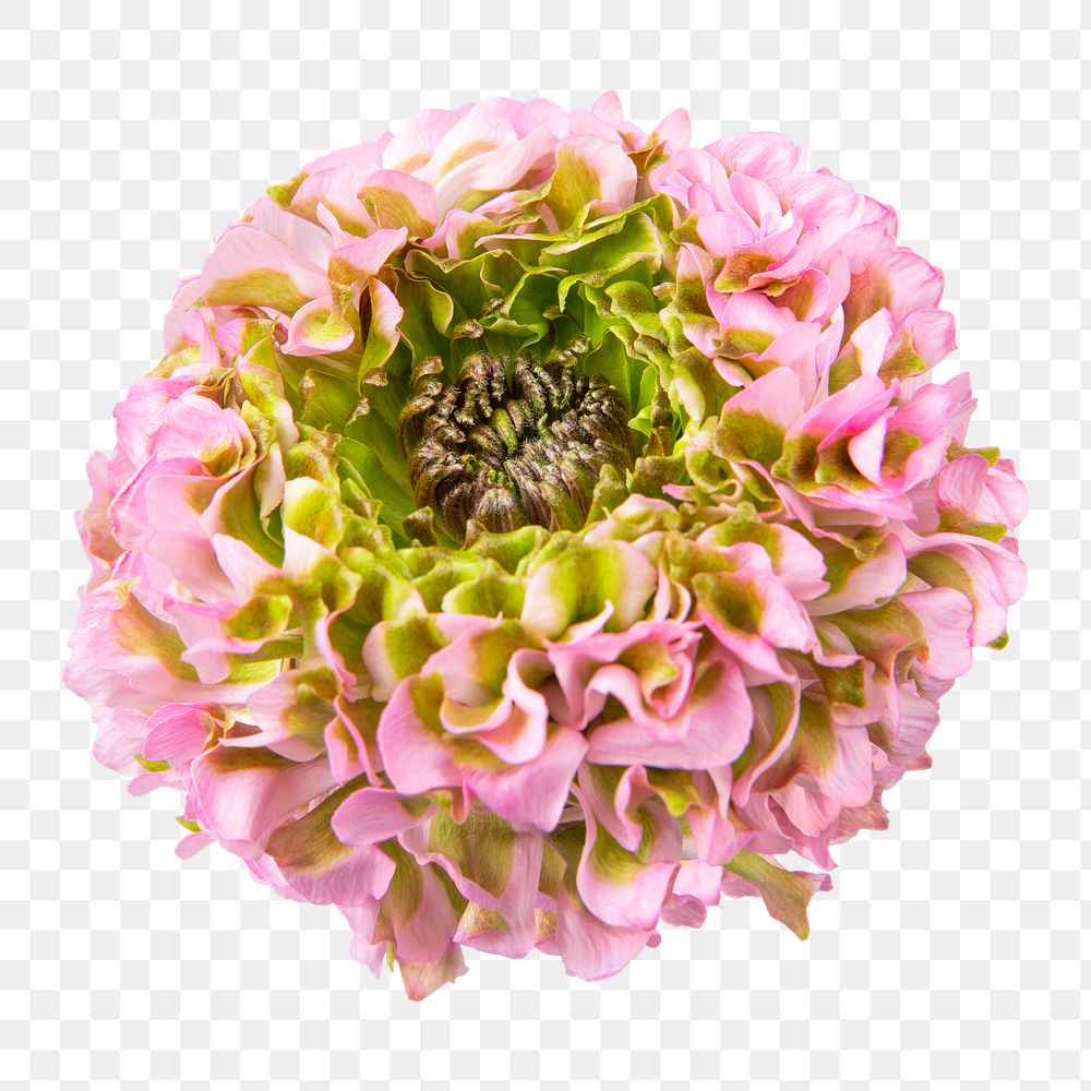 Pink hydrangea png flower sticker | Premium PNG - rawpixel