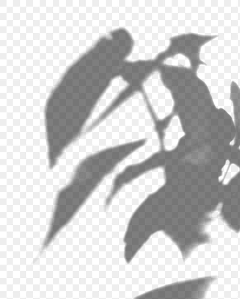 Shadow of leaves design element | Premium PNG - rawpixel