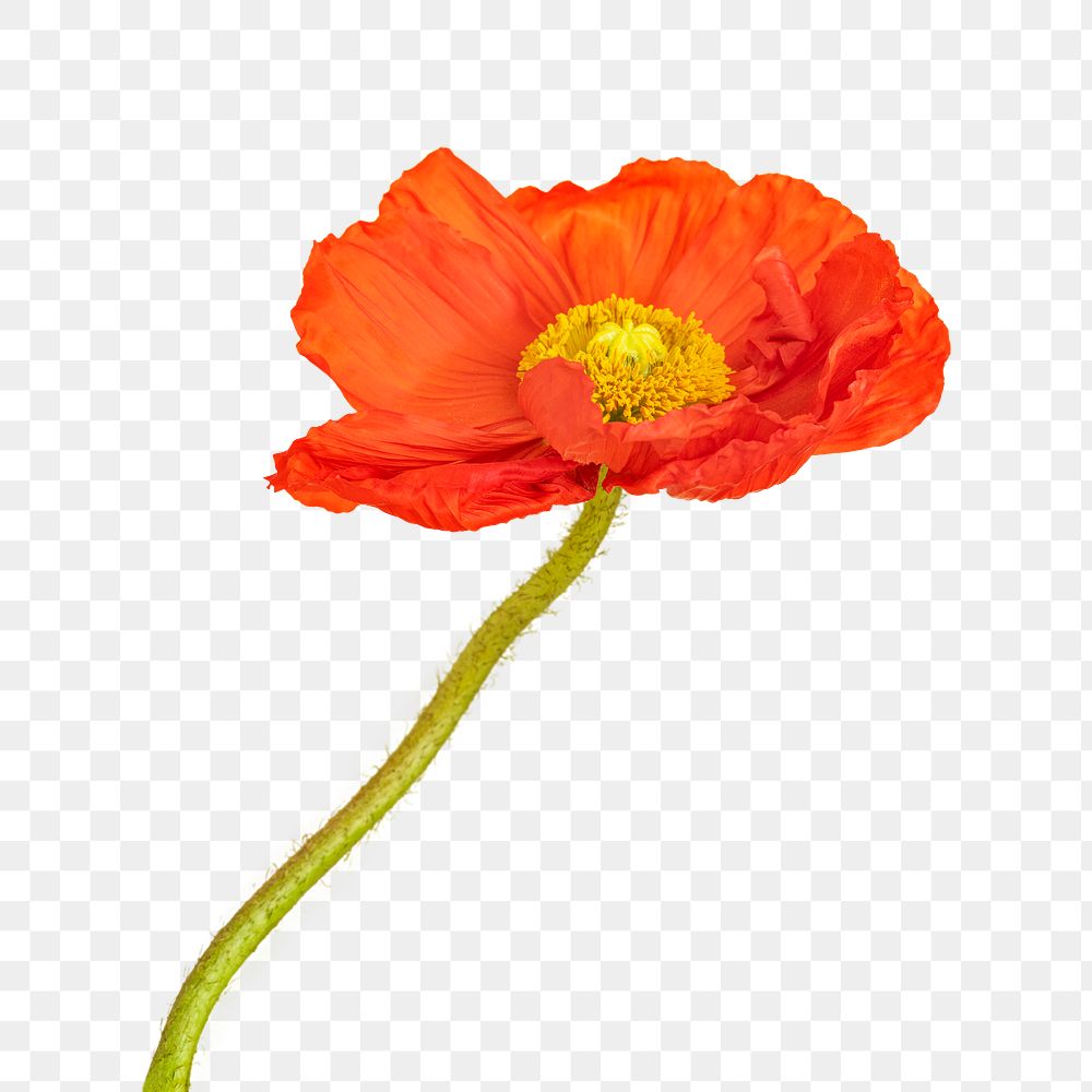 Close up of red poppy | Free PNG Sticker - rawpixel