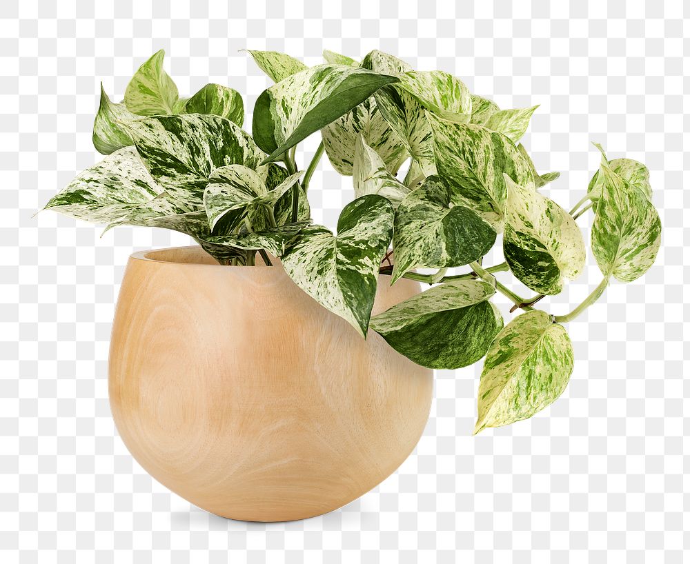 Marble queen pothos png mockup | Premium PNG Sticker - rawpixel