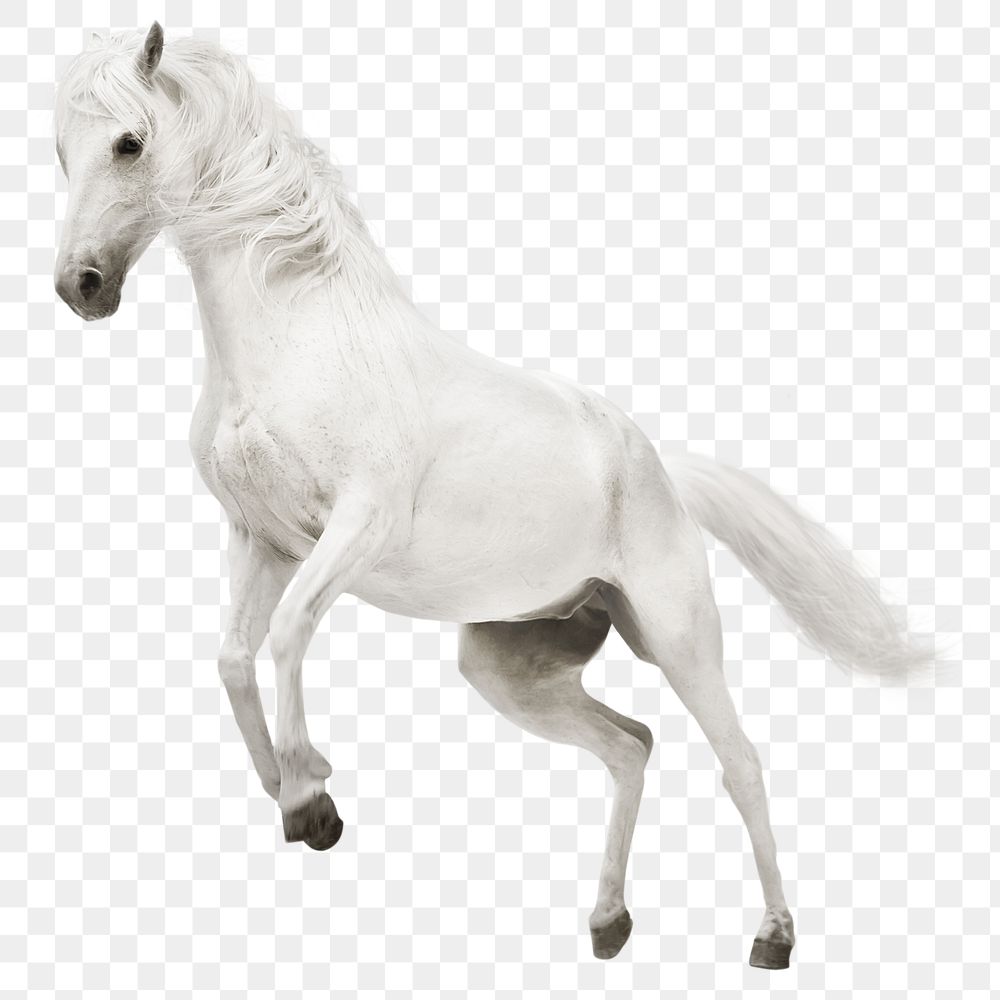 Rearing White Stallion