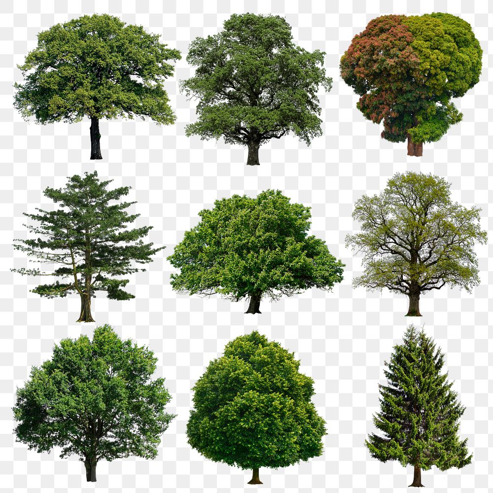 Tree png, nature sticker set | Premium PNG - rawpixel