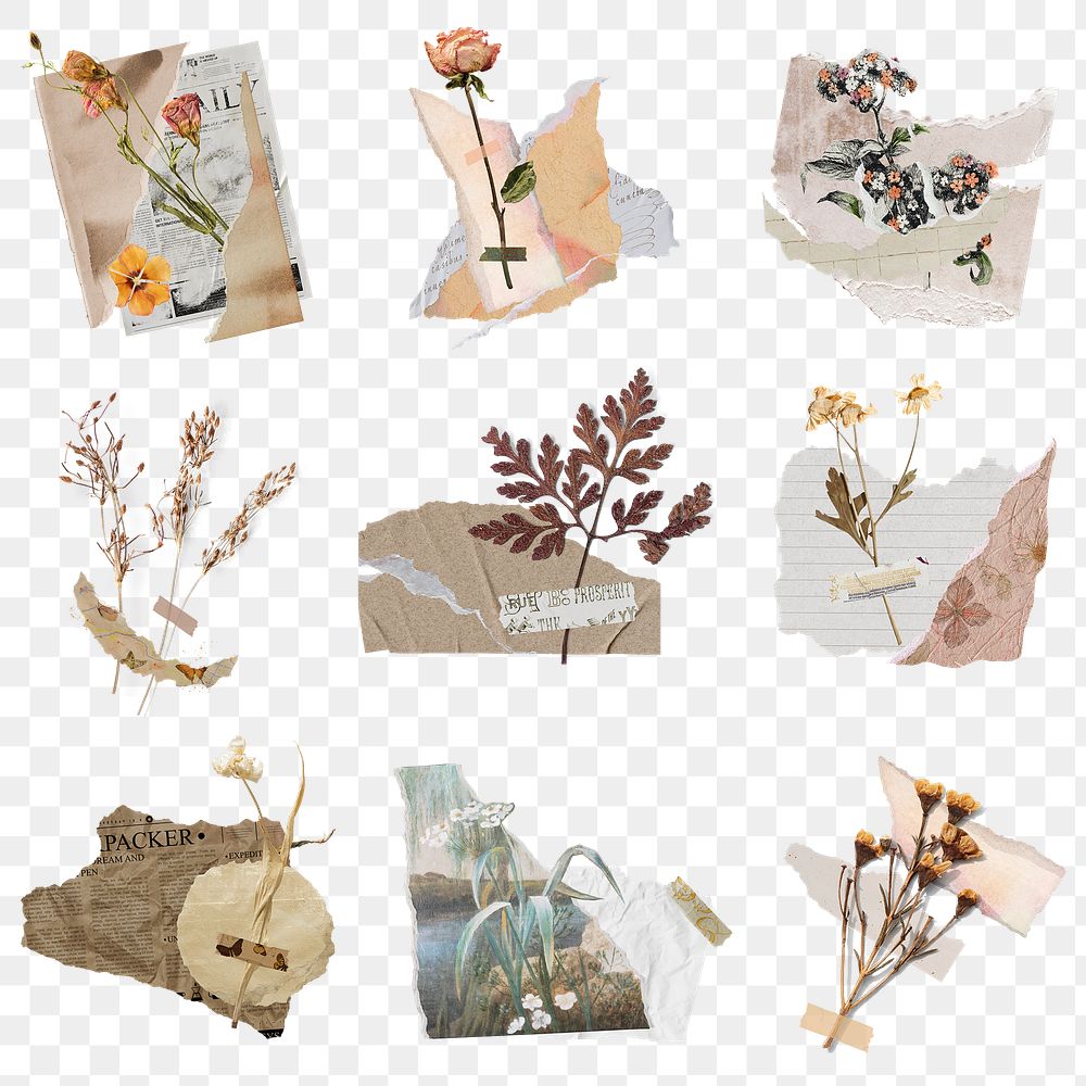 Aesthetic journal sticker png, dried | Premium PNG - rawpixel