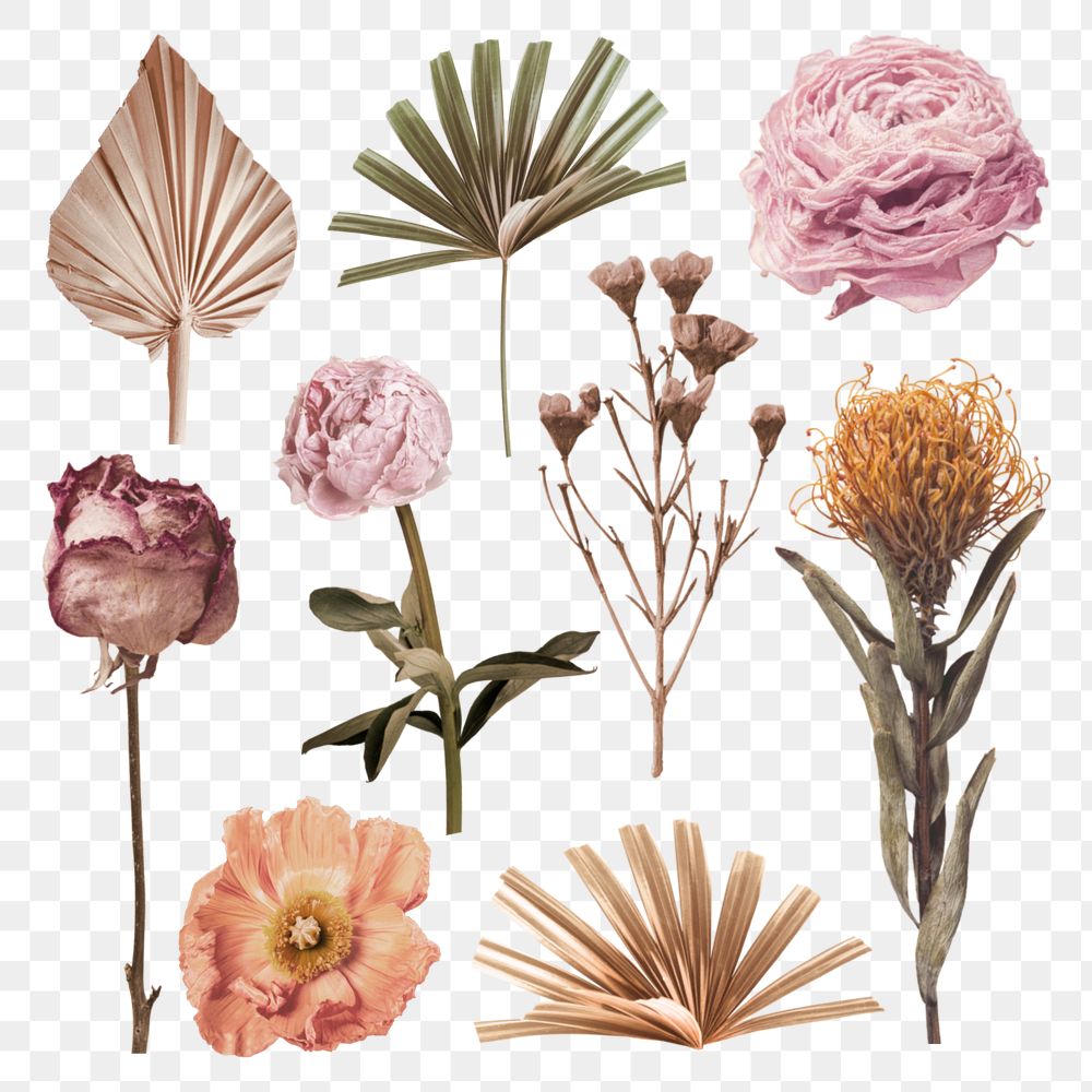Dried flower png sticker, transparent | Premium PNG - rawpixel
